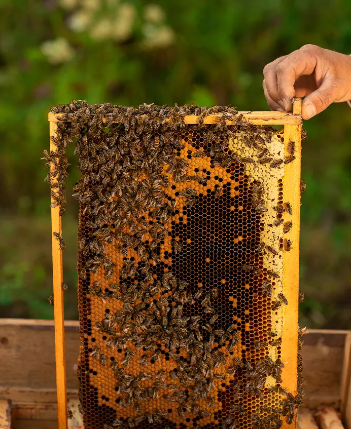 Home - Pure Hive Bees Wax